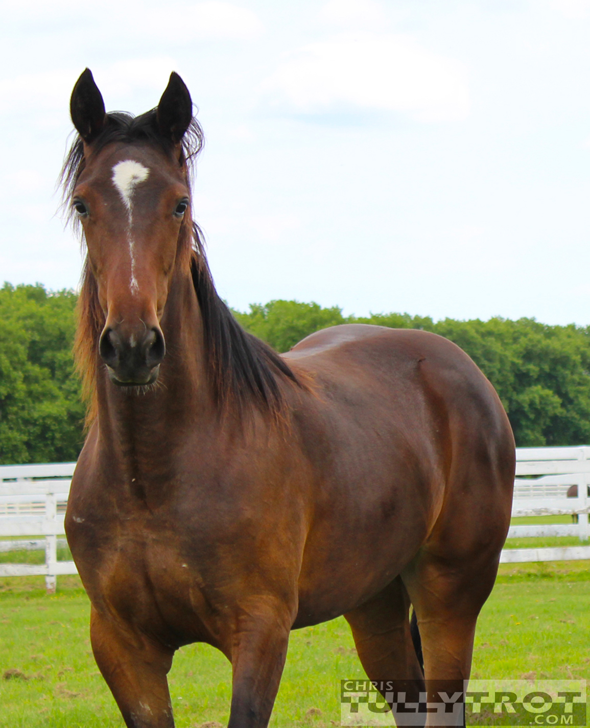 Yearlings – Winterwood Farm